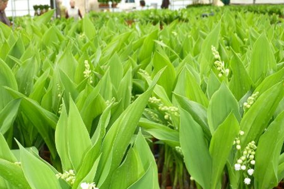 La passion pour l'horticulture selon Antoinette Coudière - L’Écho ...