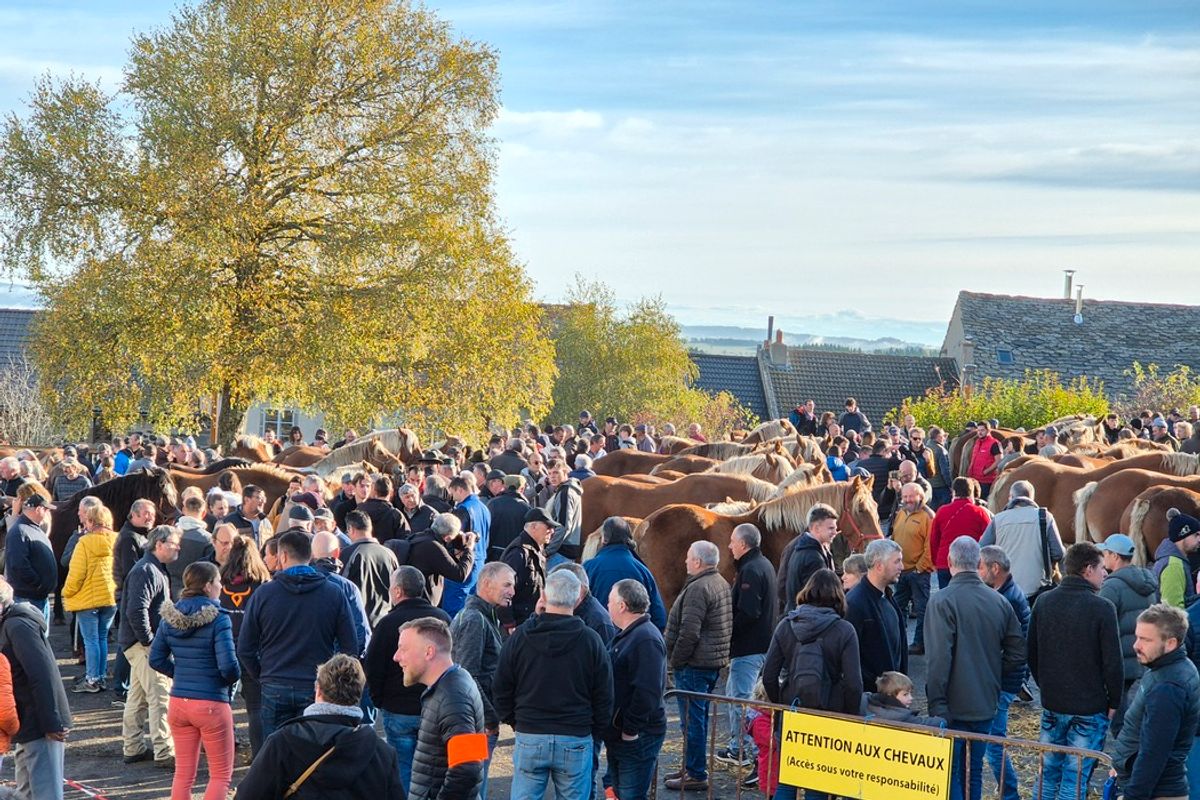 Un monde fou à la célèbre foire aux chevaux, fierté de la commune de ...