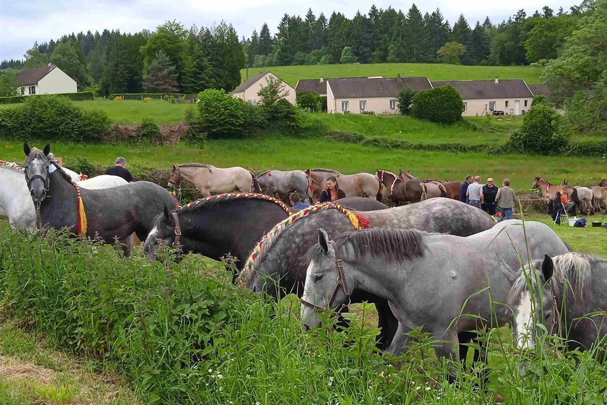 MAINSAT. Foire aux chevaux : la tradition perpétuée - La Montagne