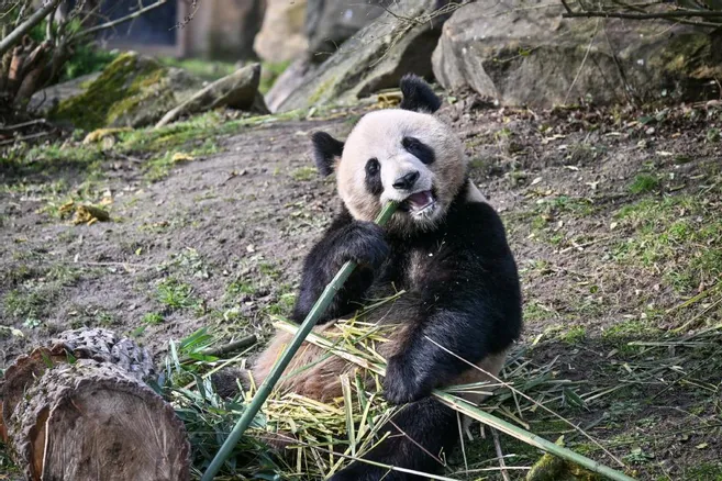 Deux pandas du zoo de Beauval vont retourner en Chine pour des raisons de santé - Le Berry ...