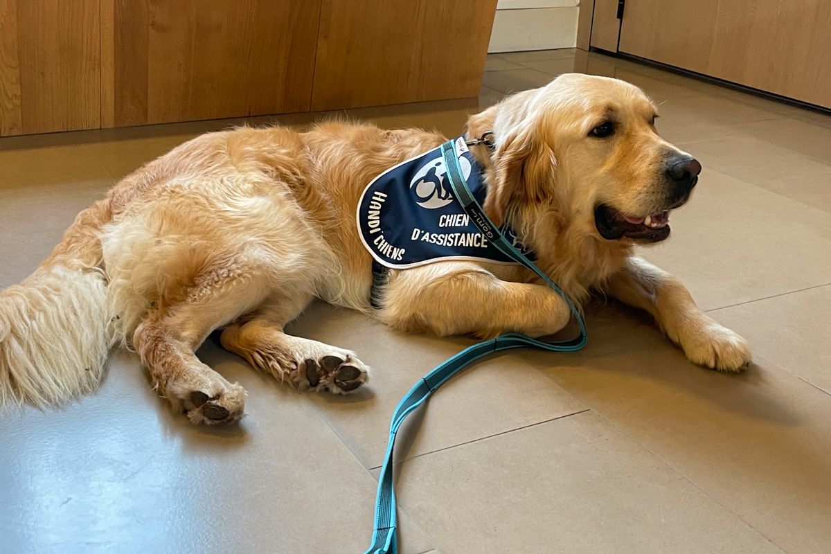 Qui est Team’s, premier chien au service des victimes en Eure-et-Loir ? - L’Écho Républicain