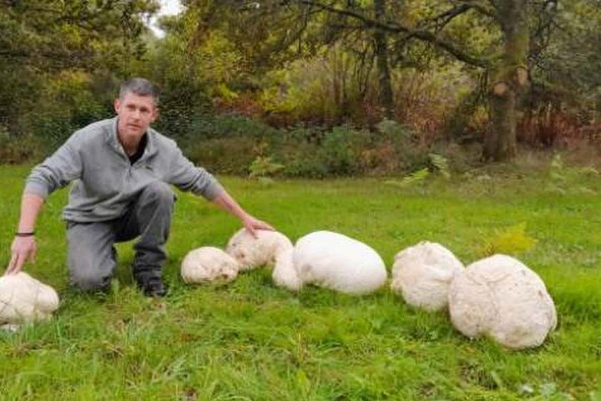 En Creuse, ce restaurateur a trouvé une vesse-de-loup de plus de six ...