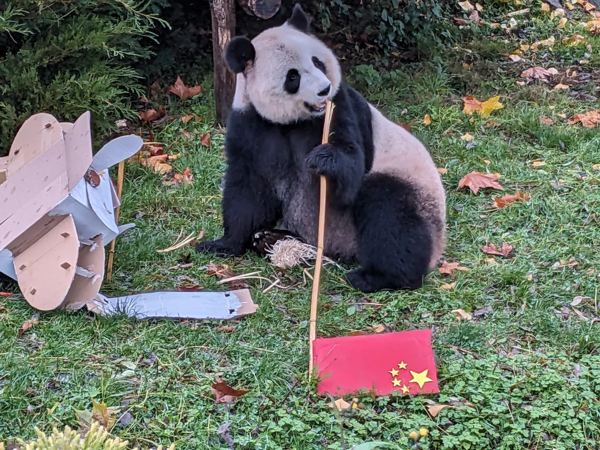 Une vidéo de la dernière sortie des pandas originels à Beauval avant ...