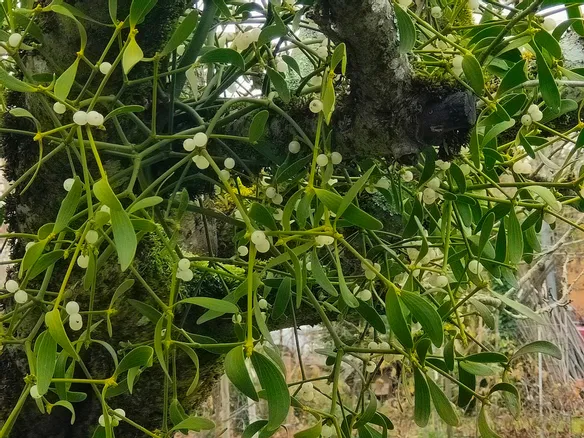 Gui, houx... On vous dit tout sur ces plantes de fêtes traditionnelles ...