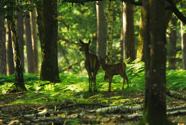 L'Espace Rambouillet, parc forestier et animalier du sud des Yvelines ...