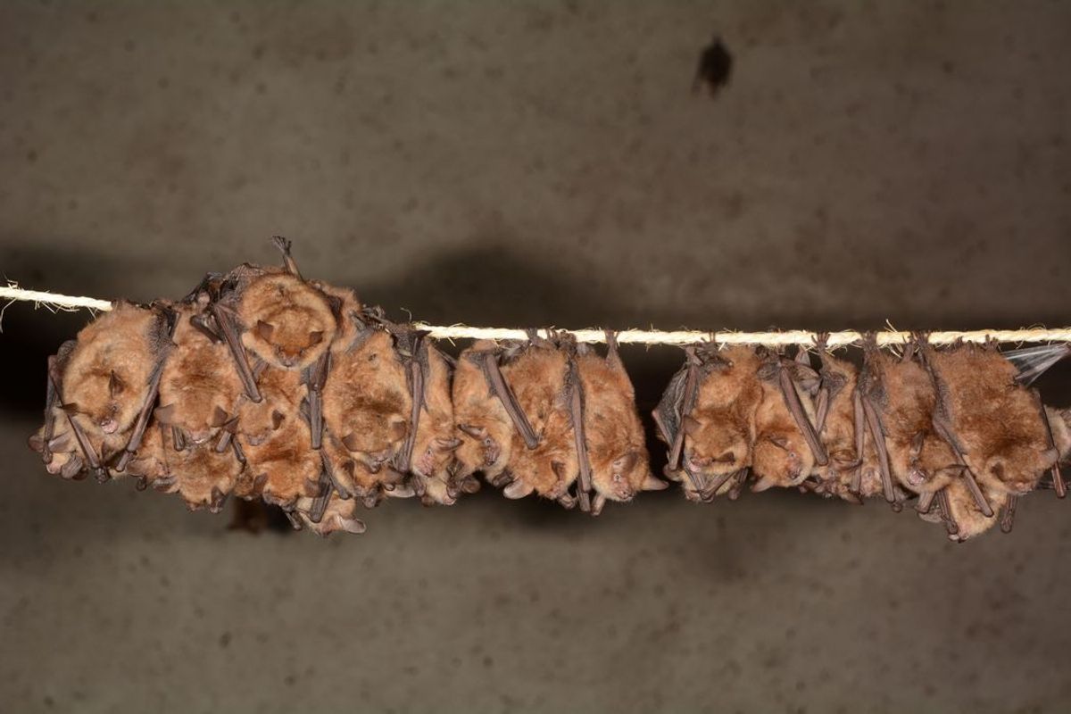 Face à la multiplication des épisodes caniculaires, quelles adaptations ...