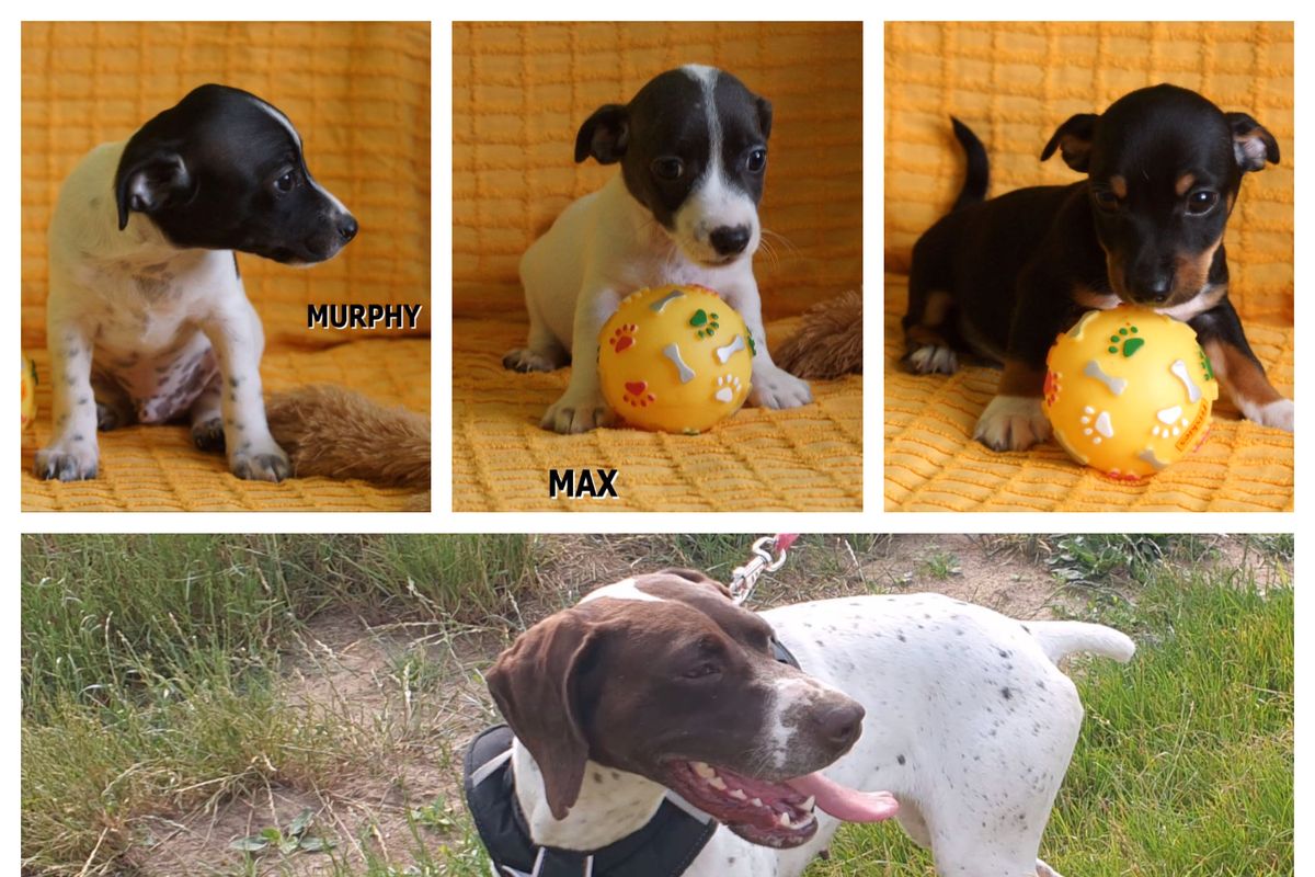 Ces chiens attendent au refuge de Nargis : découvrez les portraits de ...