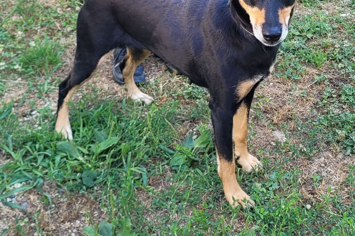 Eben et Joker, deux chiens à adopter à la SBPA de Marmagne - Le Berry ...