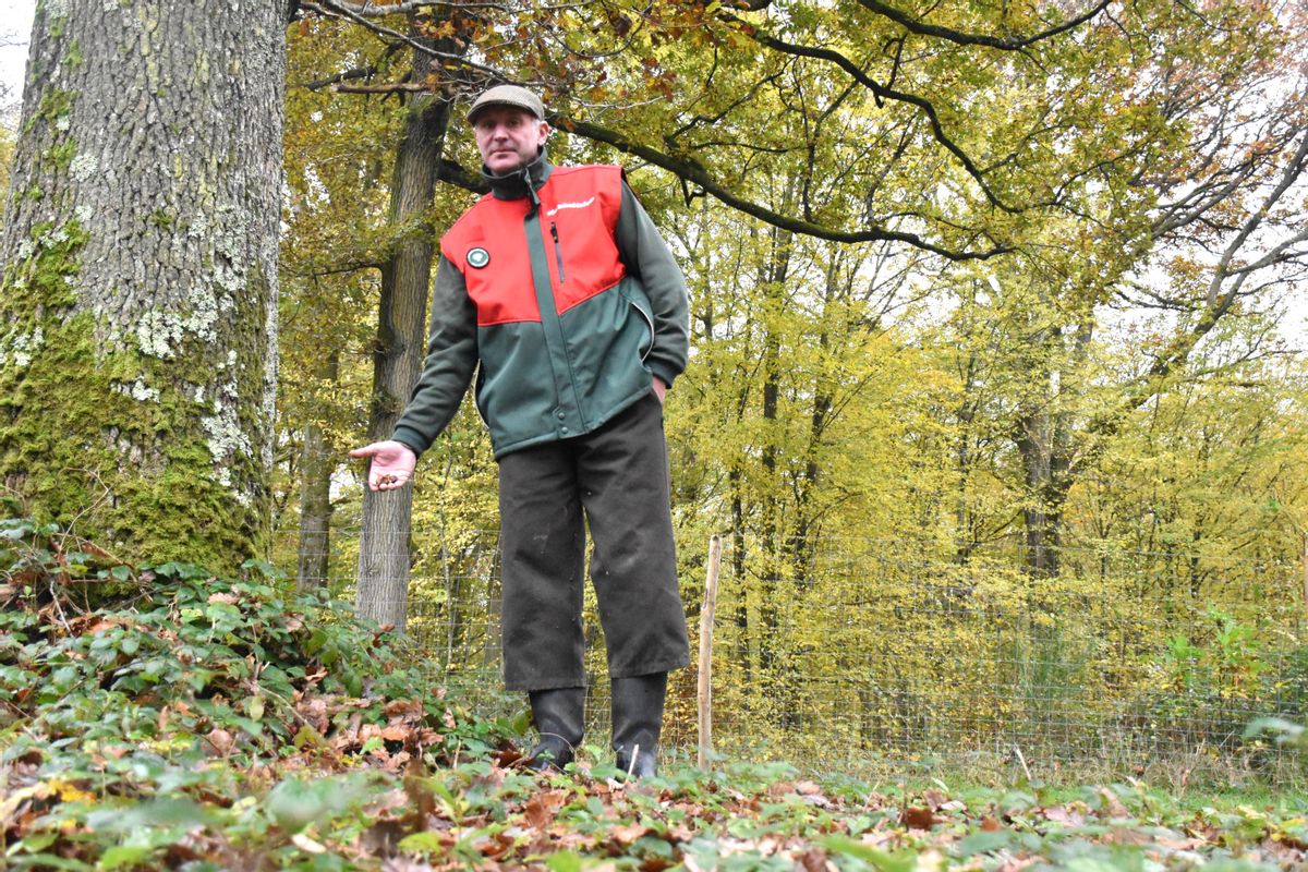"Bercé dans la forêt depuis toujours", Charles Goubert veille à l ...