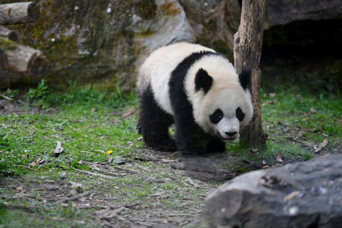Yuan Meng, le premier bébé panda né en France au ZooParc de Beauval, va ...