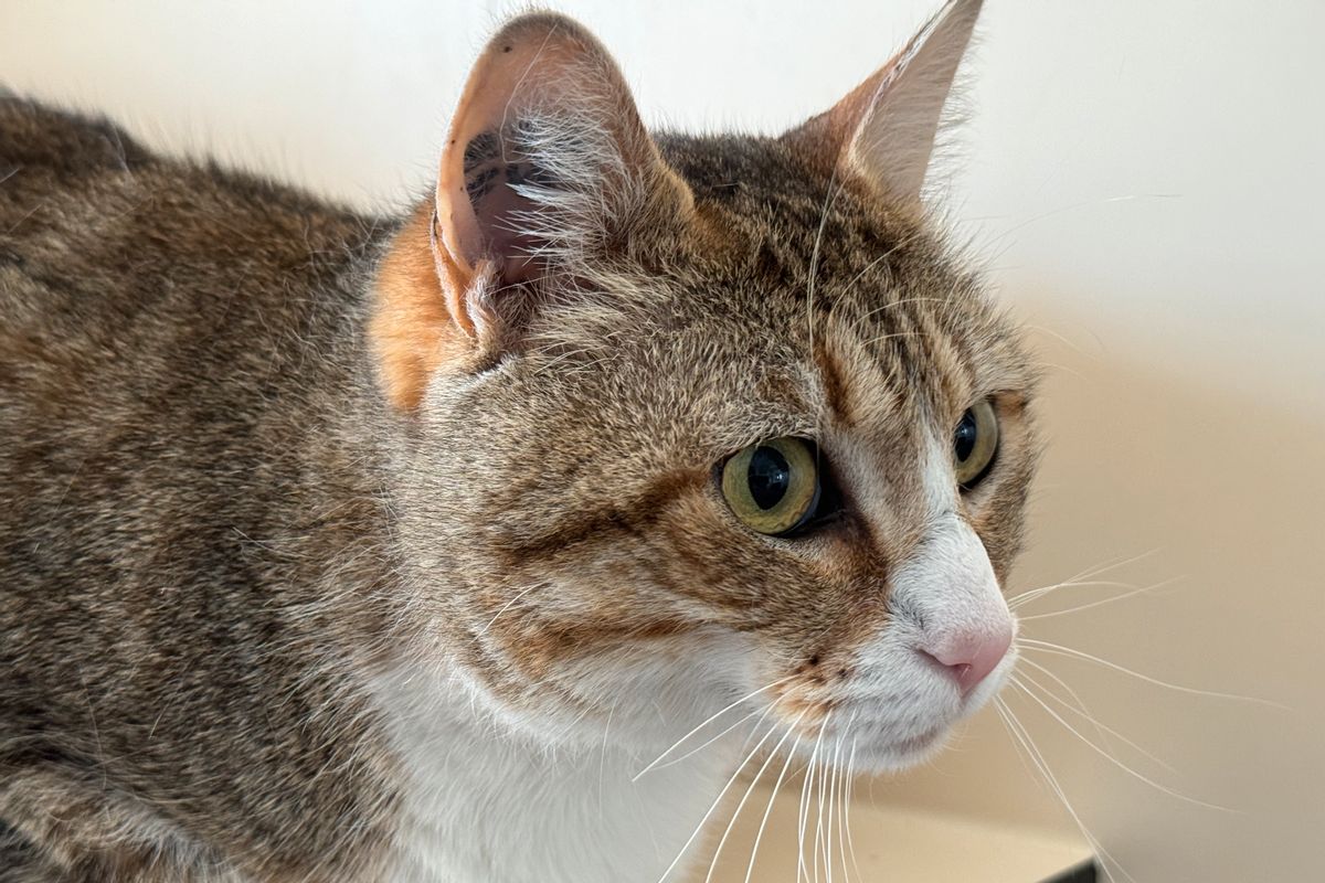 Mimi, chat de 4 ans est à adopter à l'APA du Puy-de-Dôme - La Montagne