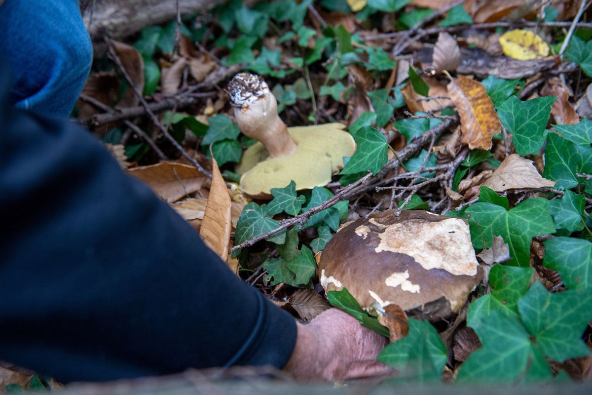 Dédicaces, Halloween, champignons... Que se passe-t-il en Haute-Vienne ...