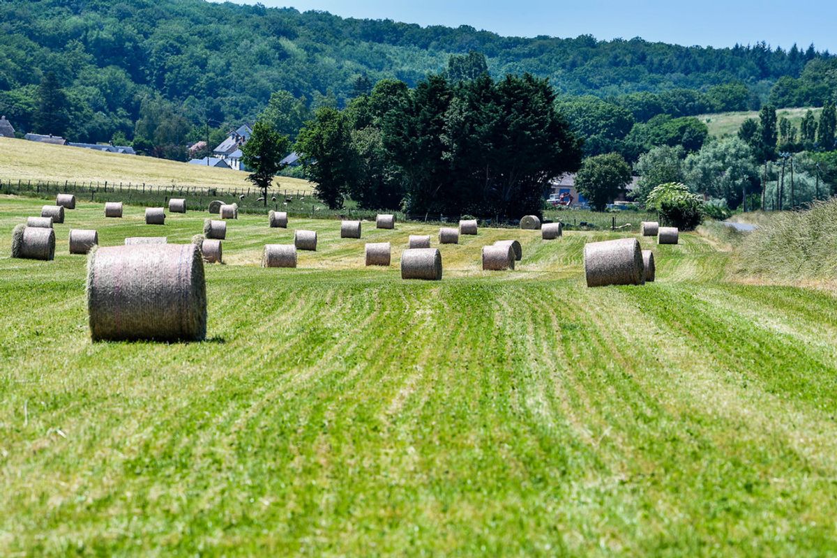 Les foins ont débuté de façon précoce dans la Nièvre mais leur volume ...