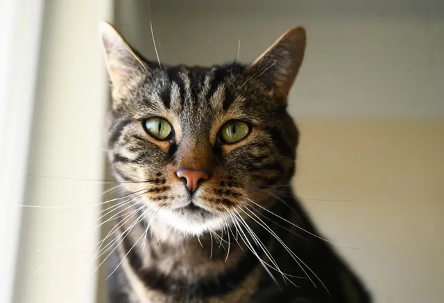 Il menace de couper la tête de son voisin à cause d'une histoire de ...