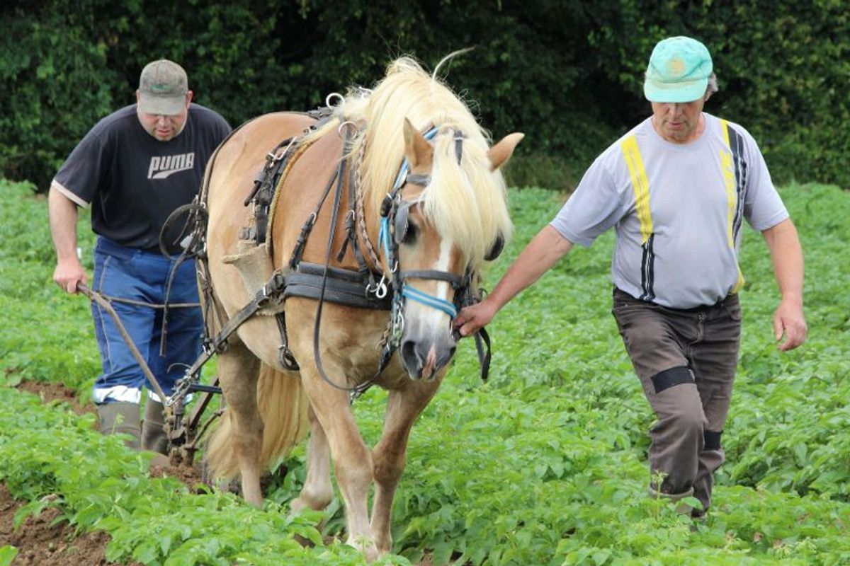 Le cheval a encore sa place dans les travaux agricoles - Le Journal du ...