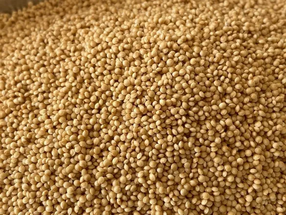 Nouveau packaging pour Berry graines, changement à la Banque des ...