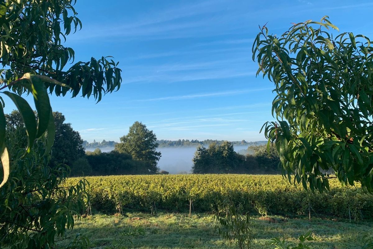 L’influence du sol et du terroir sur le vin - Le Populaire du Centre