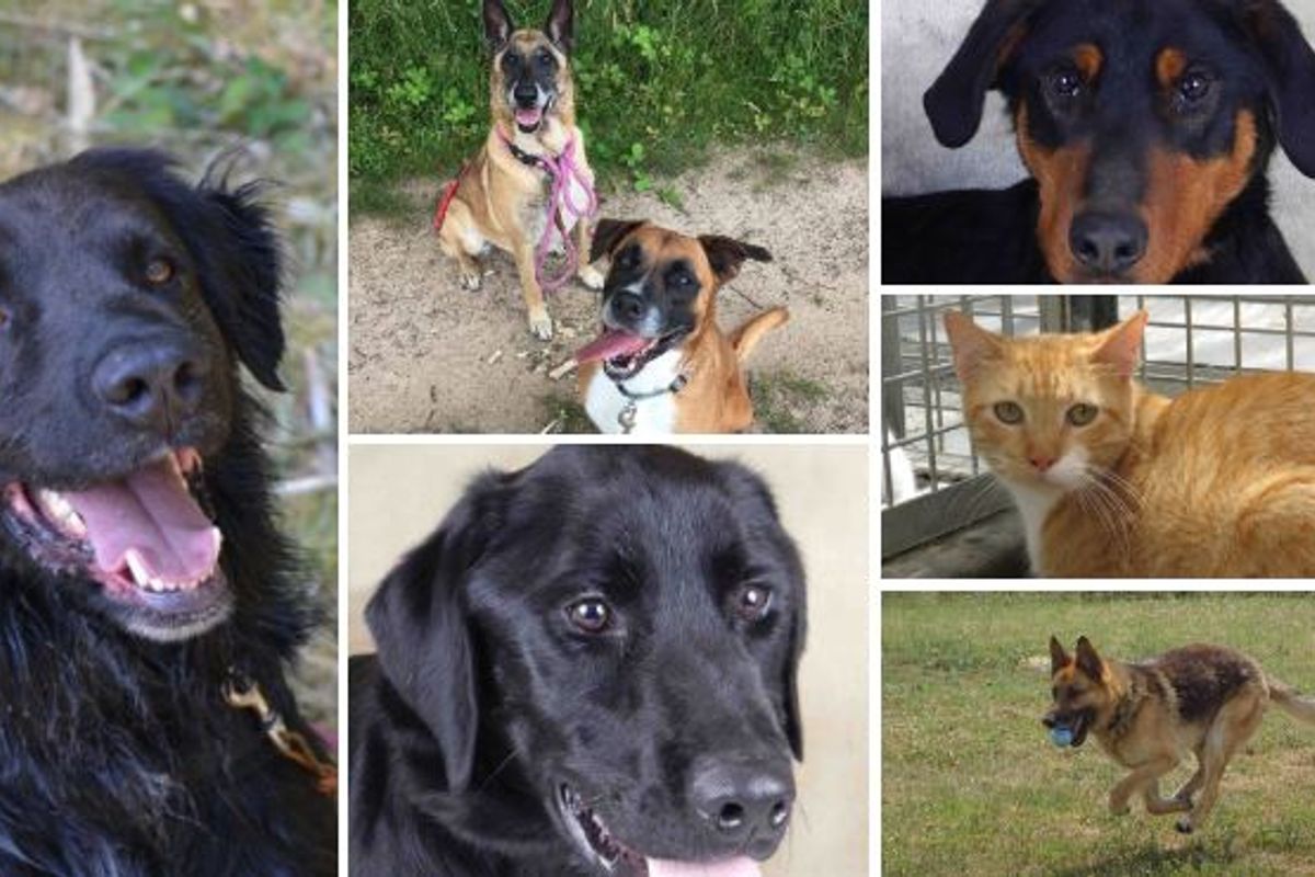 Ils n'attendent que vous ! Ces sept adorables animaux sont à adopter ...
