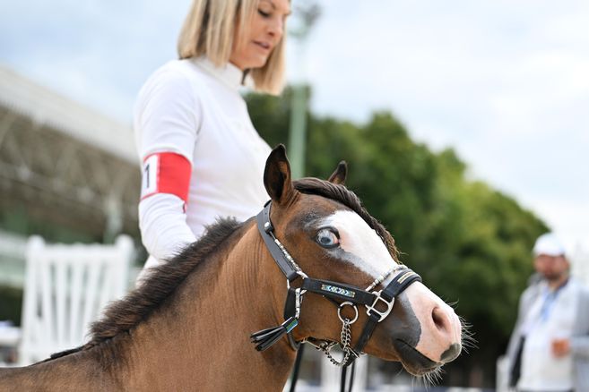 La 30e édition du championnat de France du cheval miniature bat son ...