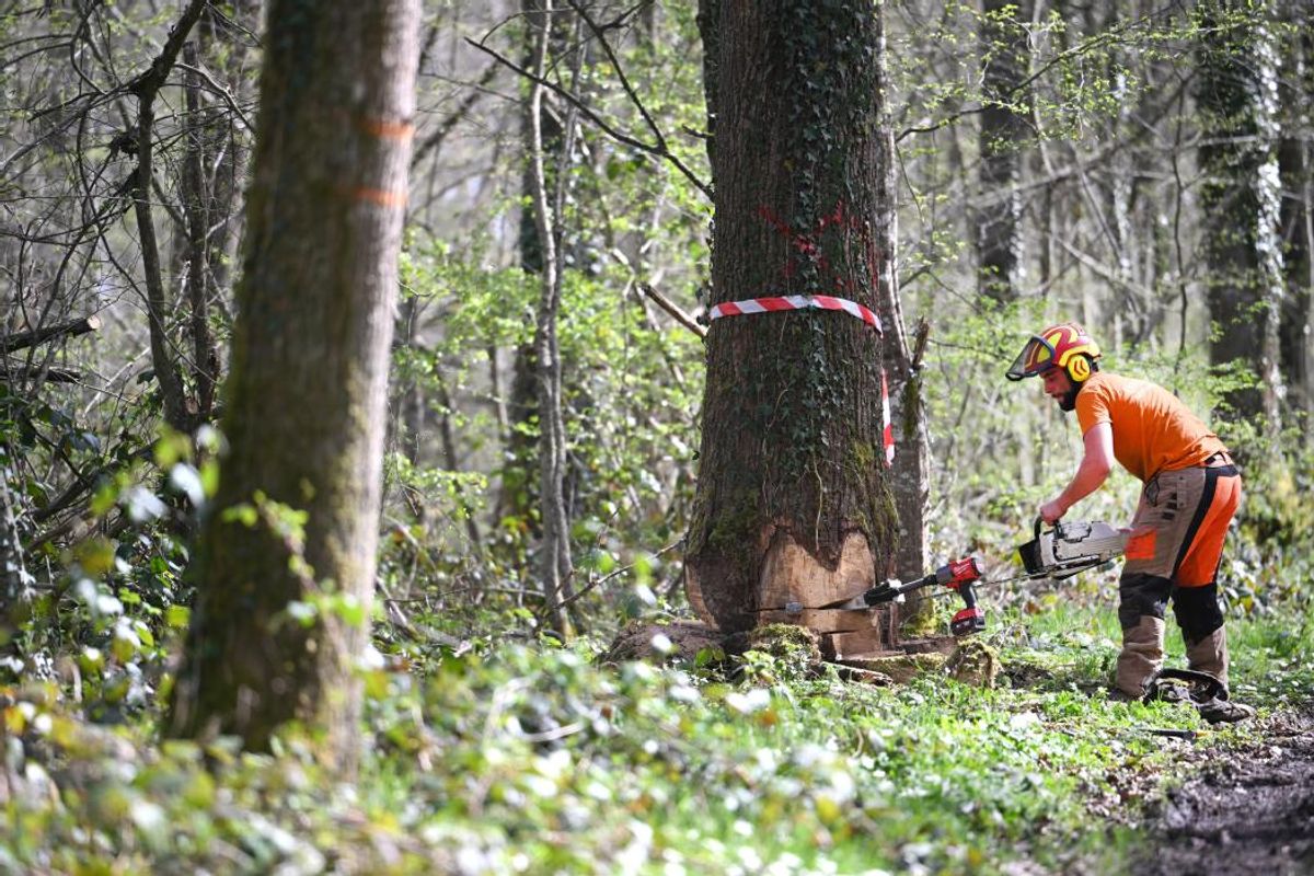 Forêt, IA, musée... À voir et à faire en Haute-Vienne - Le Populaire du ...