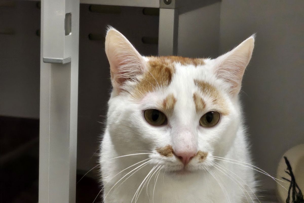 Samoa, un chat à adopter d'urgence à la SPA de Brugheas - La Montagne