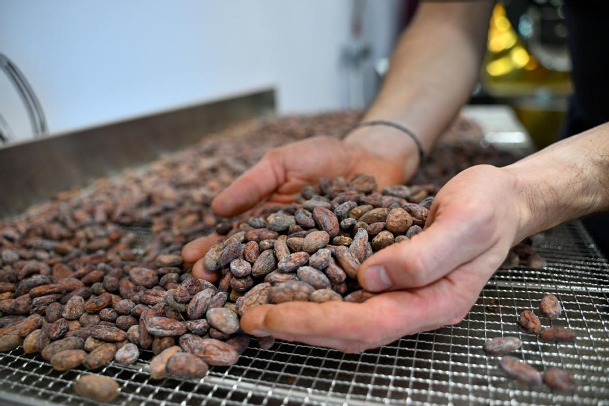 Les chocolatiers confrontés à la hausse du prix du cacao : comment ...