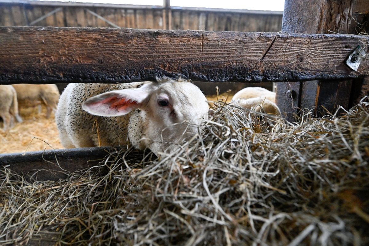 Frappé par la FCO, que pèse l'élevage ovin en Auvergne ? - La Montagne