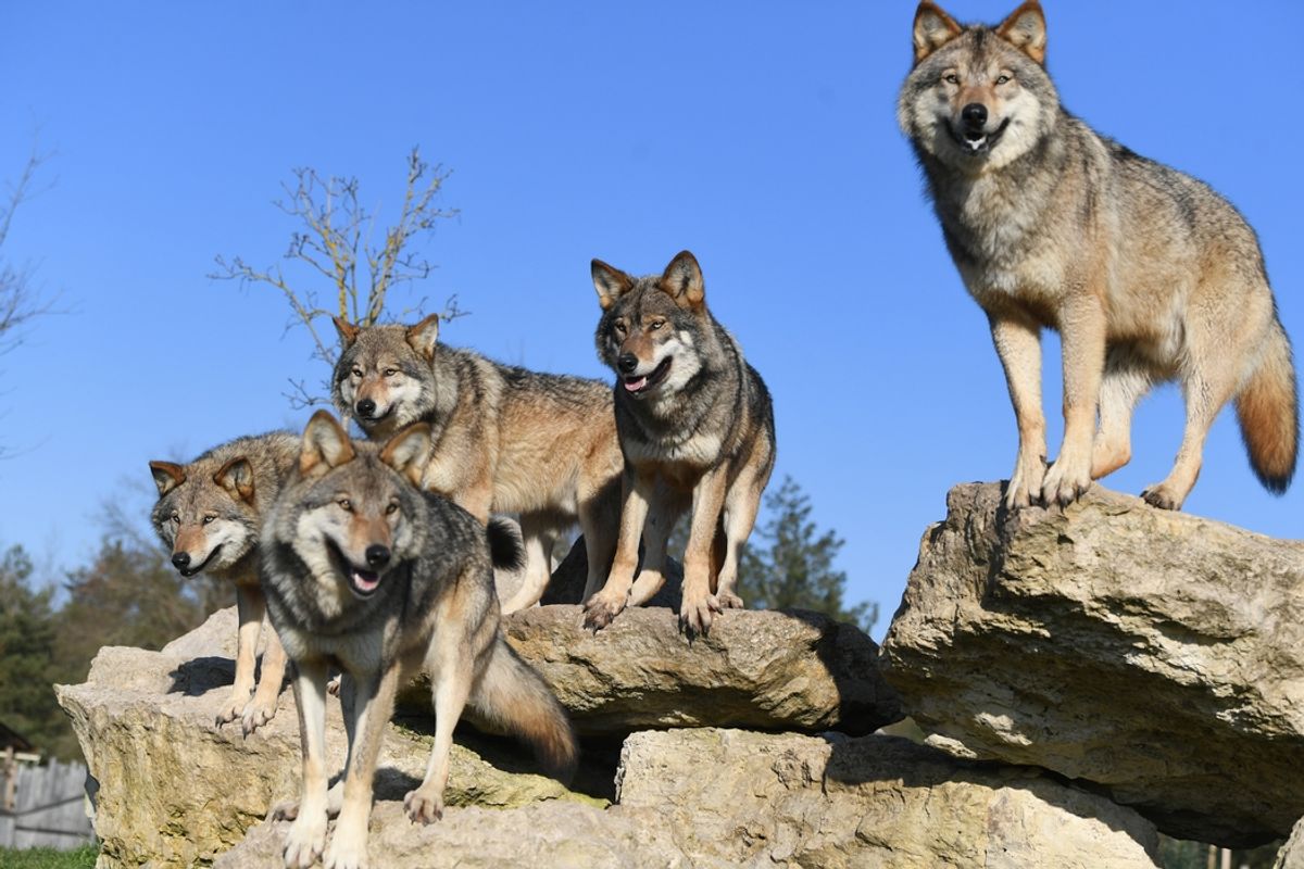 L'expérience incroyable : se promener avec une meute de loups, à Sury ...
