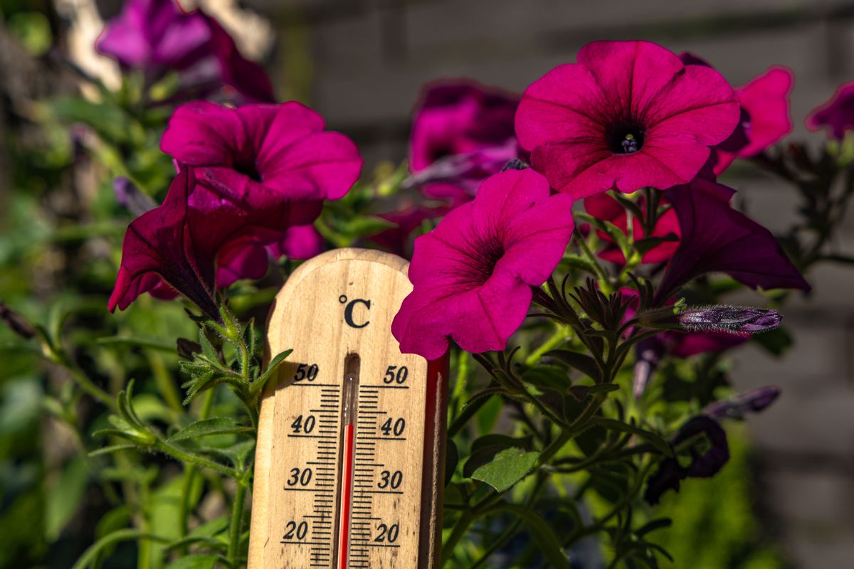 5 trucs et astuces pour aider vos plantes à survivre à la canicule - Le ...