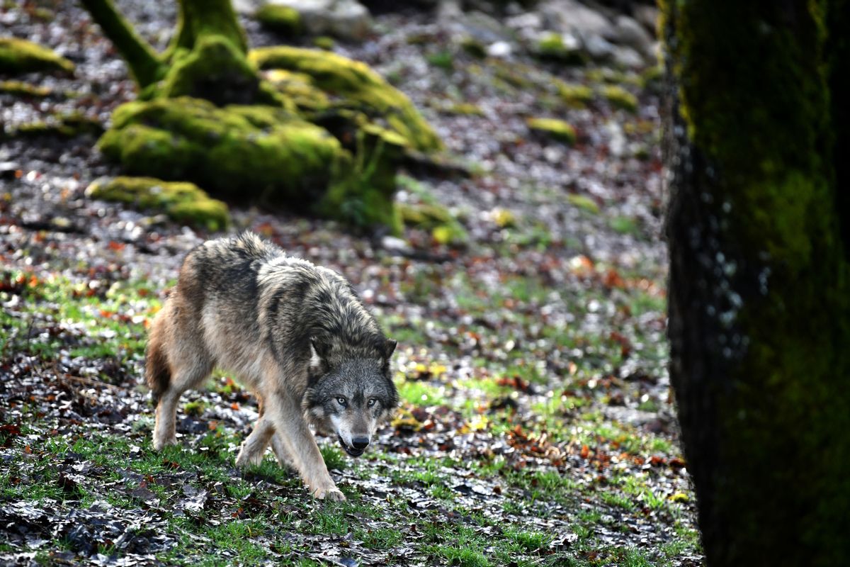 "Ça devient assez dur psychologiquement" : la première attaque de loup ...