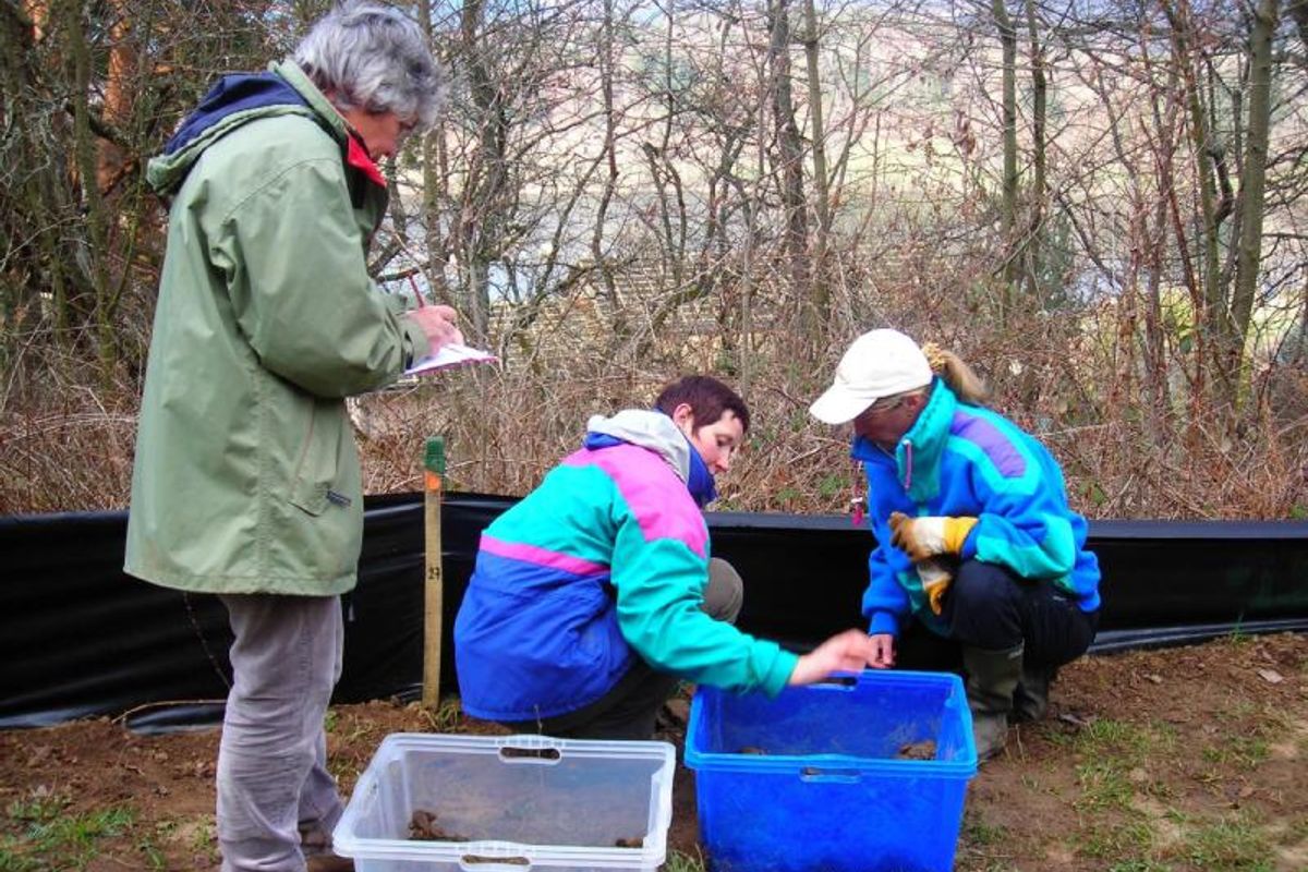 Nouvelle étape sur la route du crapauduc - La Montagne