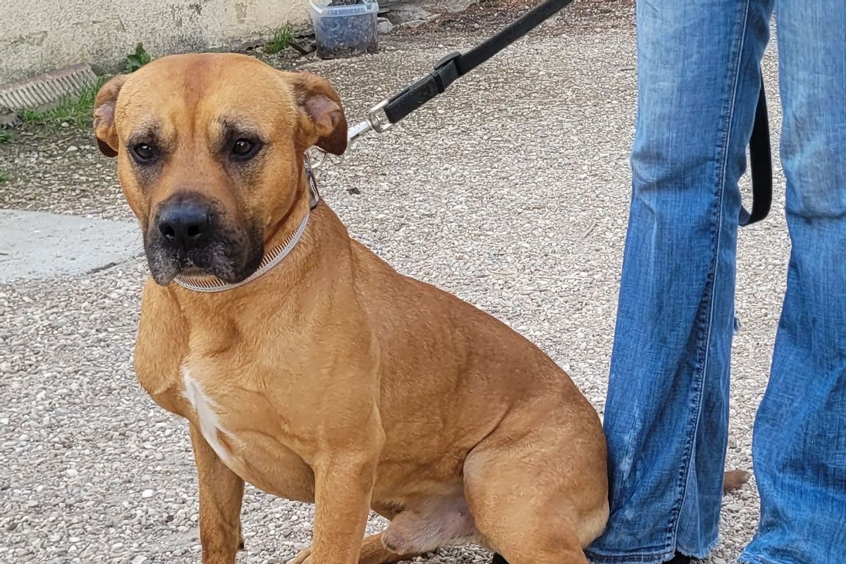 Pongo et Ulysse, deux chiens à adopter à la SBPA de Marmagne - Le Berry ...