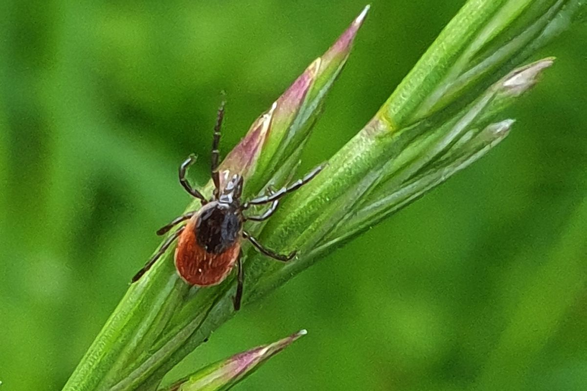 Tout ce que vous devez savoir sur les tiques et leurs piqûres - L’Éveil de la Haute-Loire