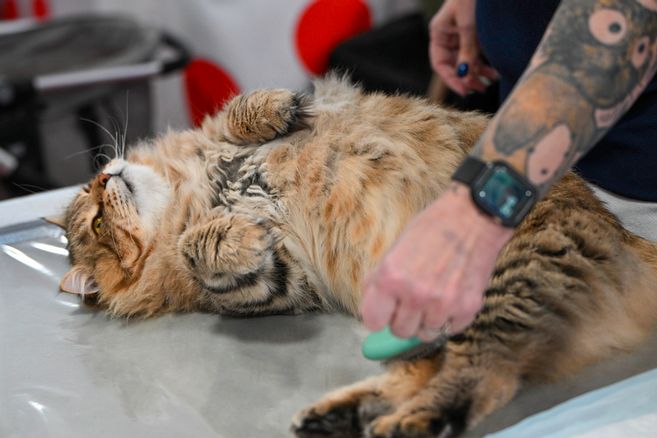 Découvrez les images du championnat de France de chat de race, organisé ...