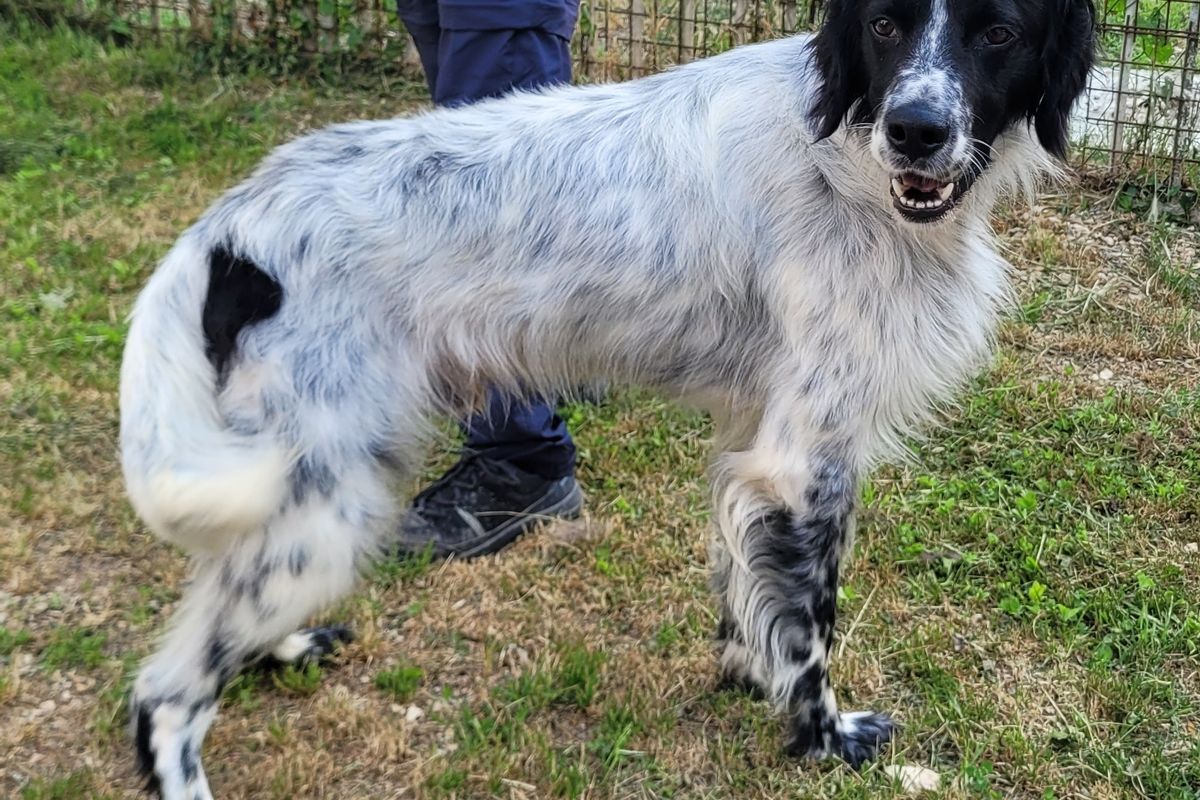 Rasta et Volt, deux chiens à adopter à la SBPA de Marmagne - Le Berry ...