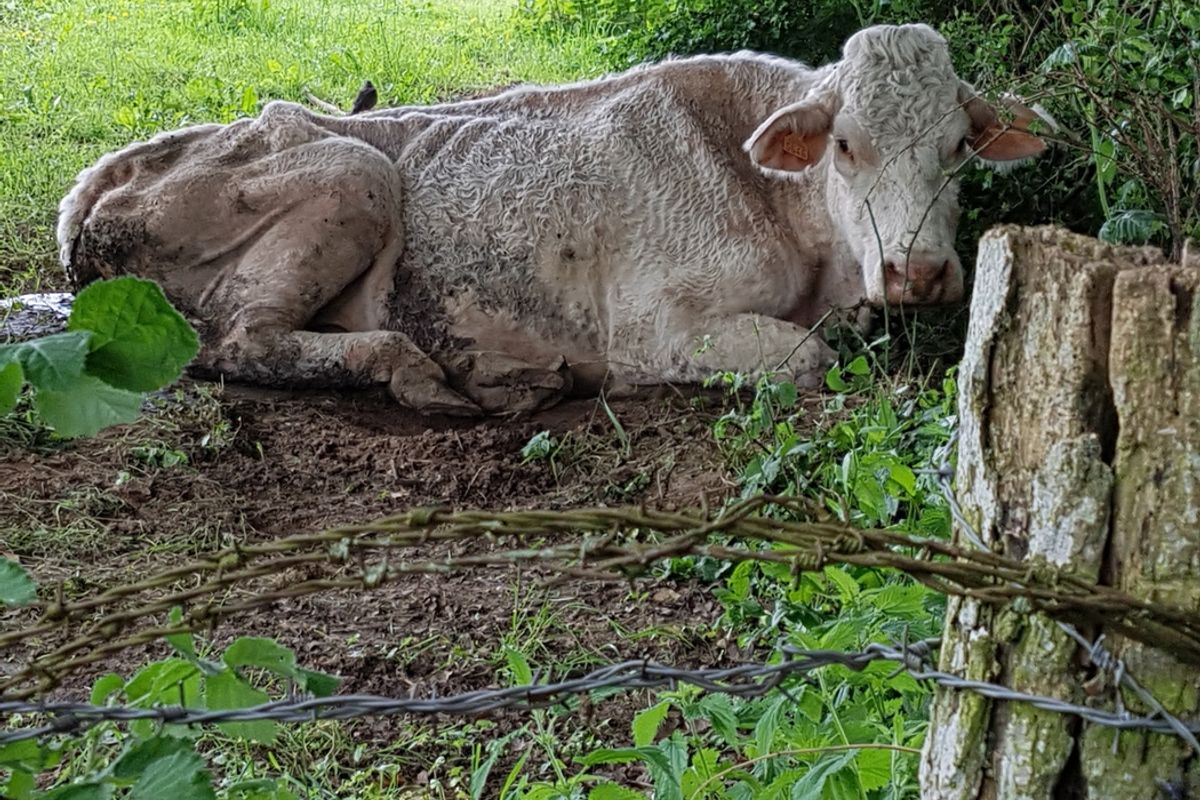 Des cas de maltraitance animale dans des fermes de la Nièvre : "Il ...