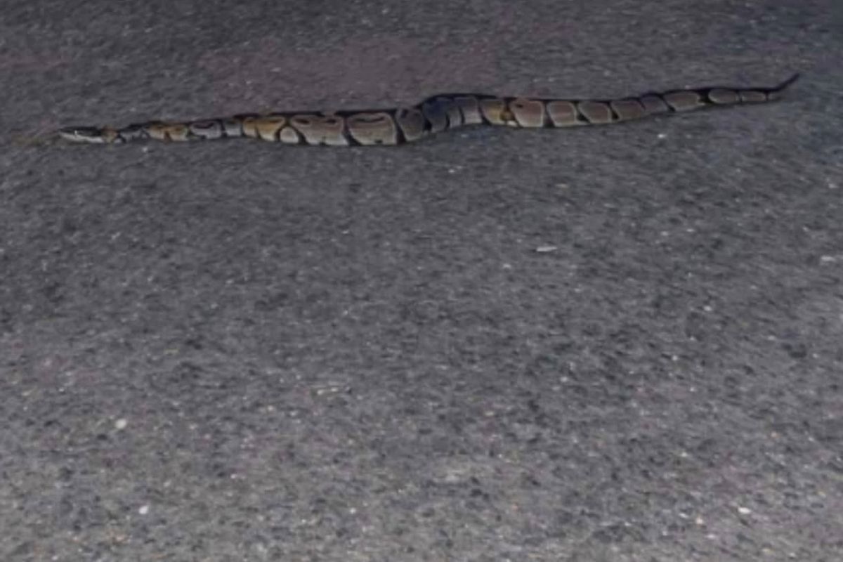 Un python royal découvert dans une rue d'Avord - Le Journal du Centre