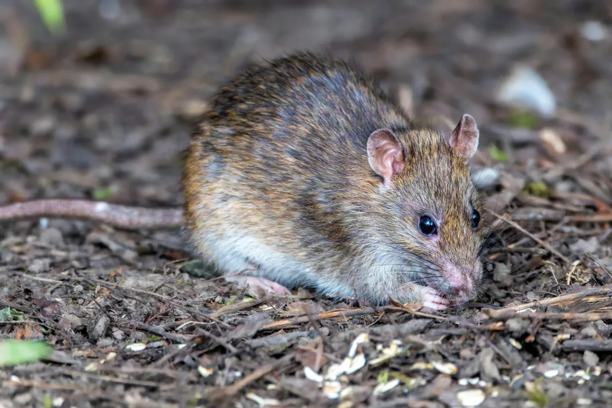 Qui est le rat pygmée de rizière à longue queue, vecteur du hantavirus ...