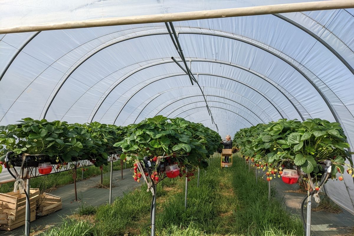 "Le bilan 2024 est en demi-teinte" : les producteurs de fruits rouges ...