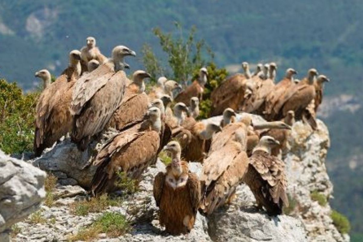 Vautours : découvrez le plus grand rapace présent en Auvergne avec la LPO - L’Éveil de la Haute ...