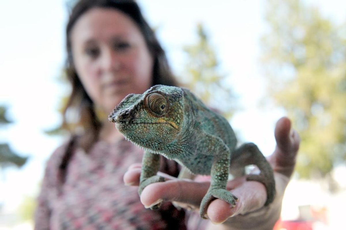 Le caméléon découvert par un habitant rendu à sa propriétaire - La Montagne