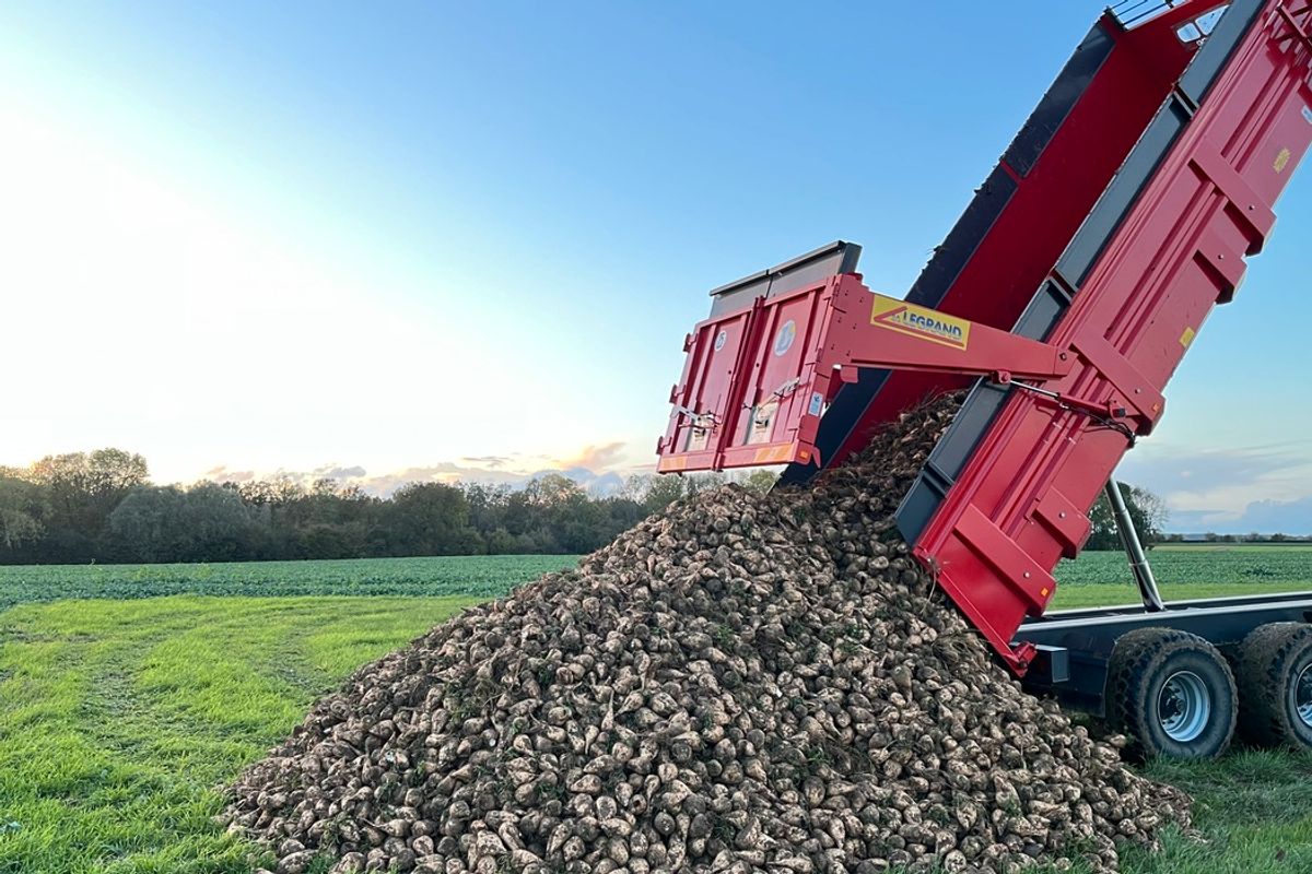 Betteraves sucrières : la revalorisation des prix remotivera-t-elle les ...