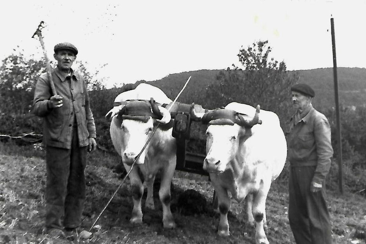 Un historien se penche sur les jougs du Morvan - Le Journal du Centre