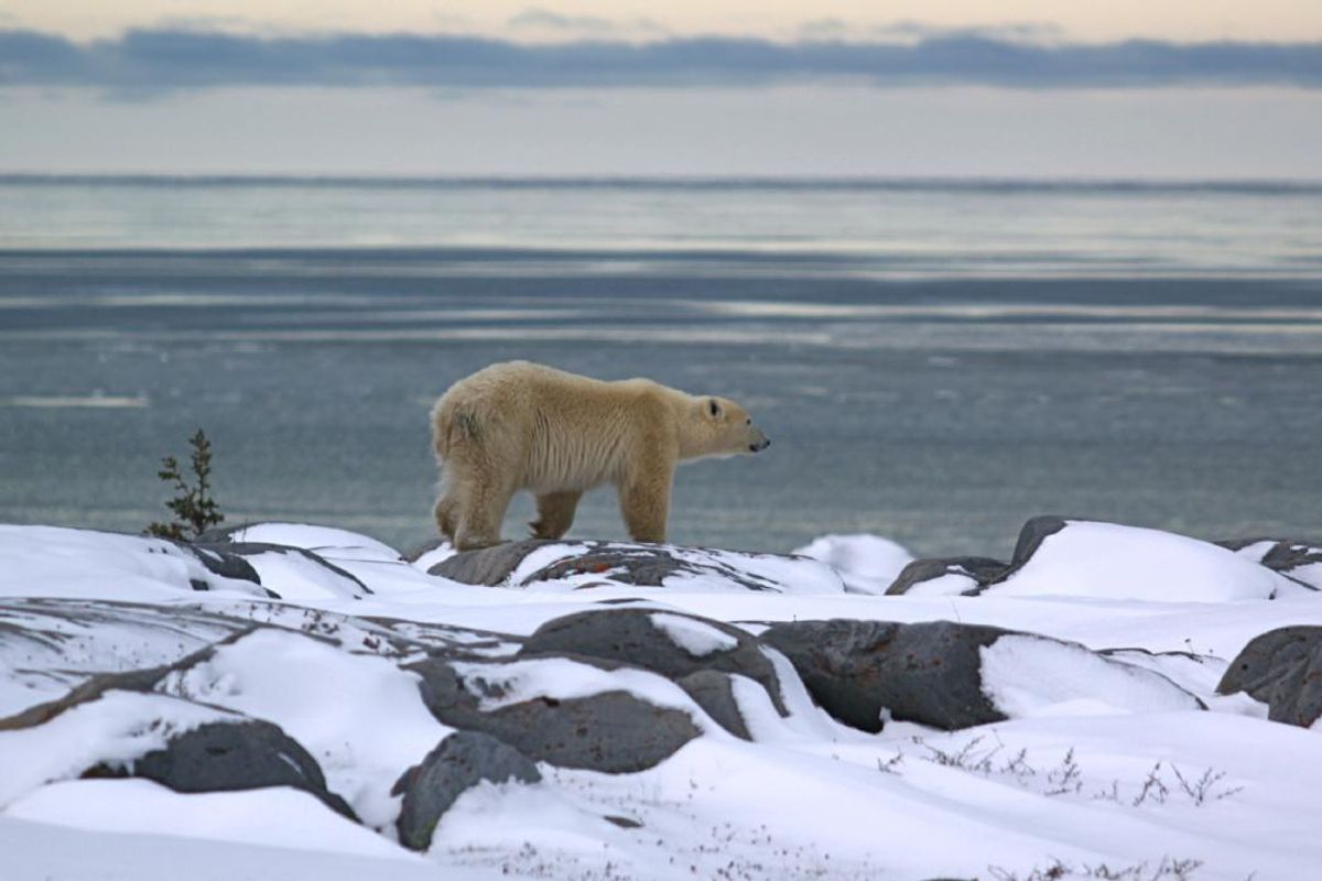 Une attaque rare d’ours polaire fait trois blessés au sein d'une même ...