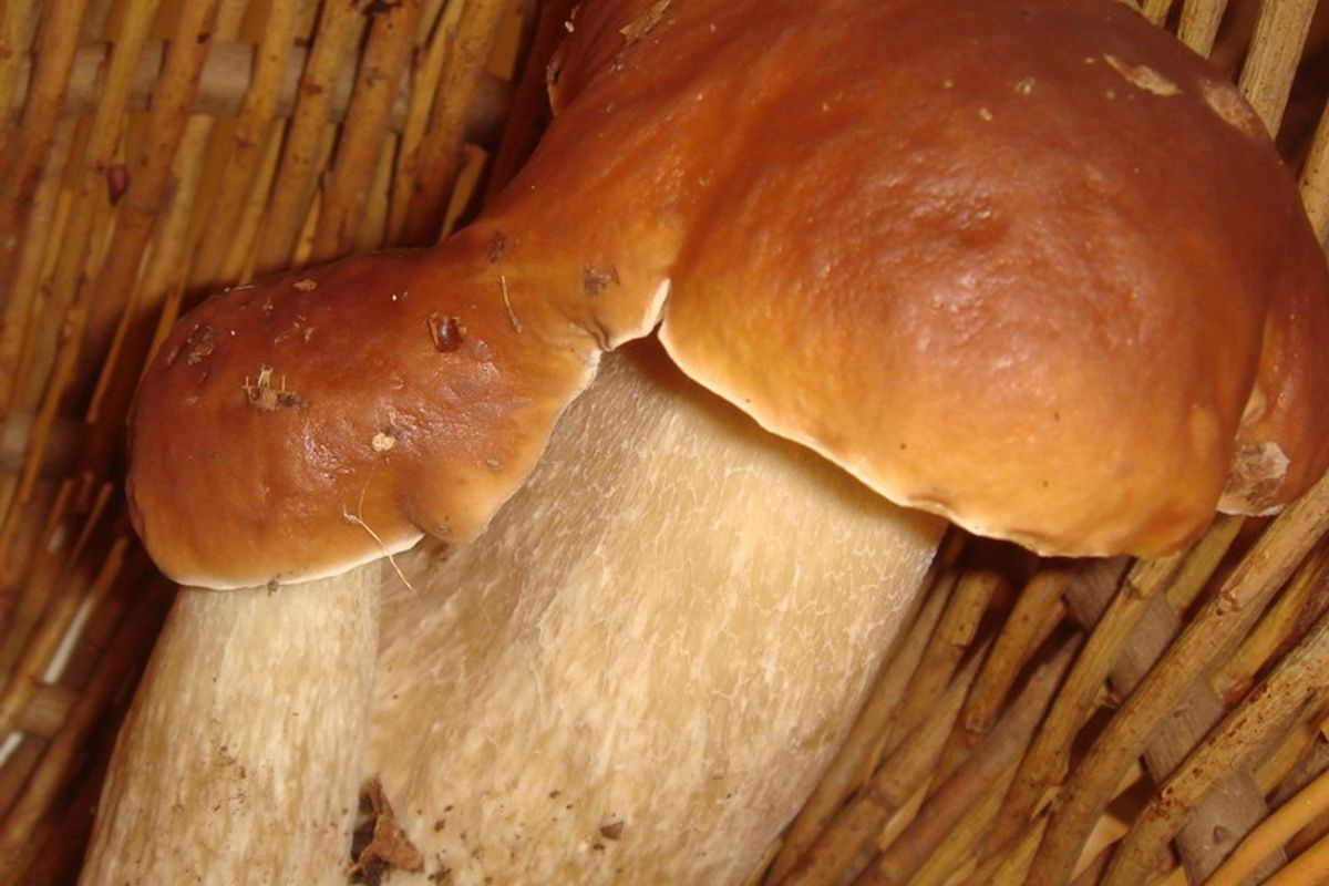 CHENERAILLES. Cèpes de Bordeaux, girolles grises... Ce coin de Nouvelle ...