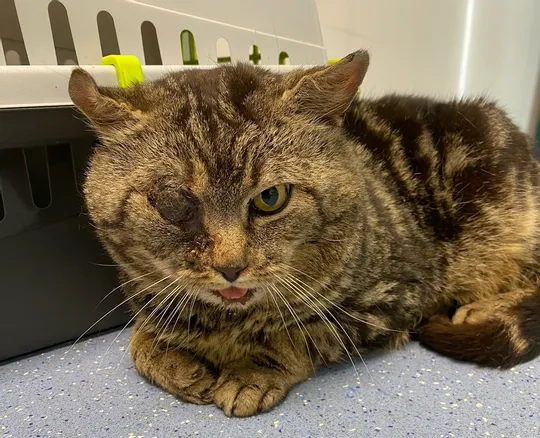 La triste fin de Zouzouille, un chat abandonné à son sort dans le ...