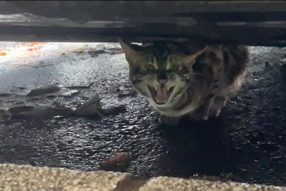 "On a vécu un cauchemar" : volé à Paris, un chat de race retrouvé à ...