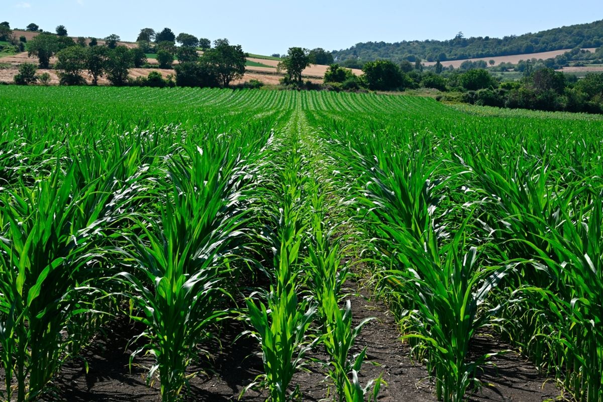 60 ans de Limagrain : pourquoi le groupe a misé dès le départ sur la ...
