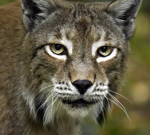 La loutre, le loup, le lynx et la genette : quatre mammifères plus ou ...