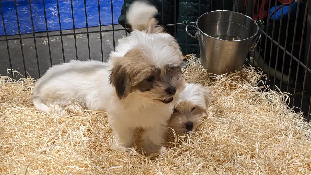 Salons du chiot : mettre "un Smic dans un chien" de race, est-ce "le ...